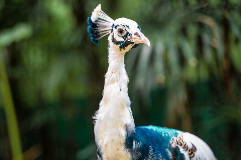 【Review】Langkawi Wildlife Park Malaysia - The Local Travel Guide