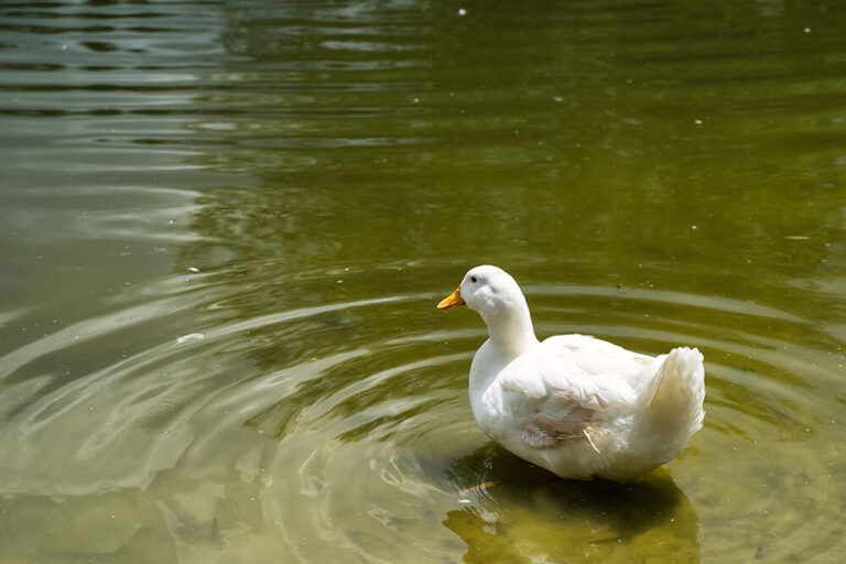 【Review】Trong Leisure Farm and Resort Perak Malaysia - The Local Travel ...