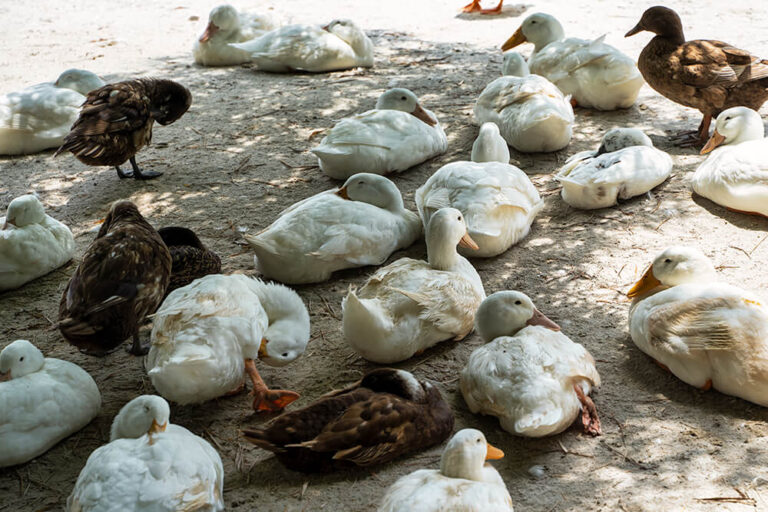 【Review】Trong Leisure Farm and Resort Perak Malaysia - The Local Travel ...