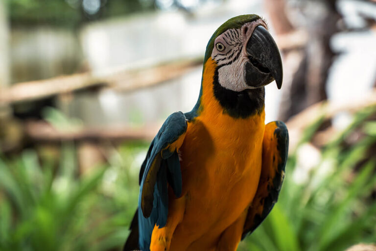 【Review】Langkawi Wildlife Park Malaysia - The Local Travel Guide