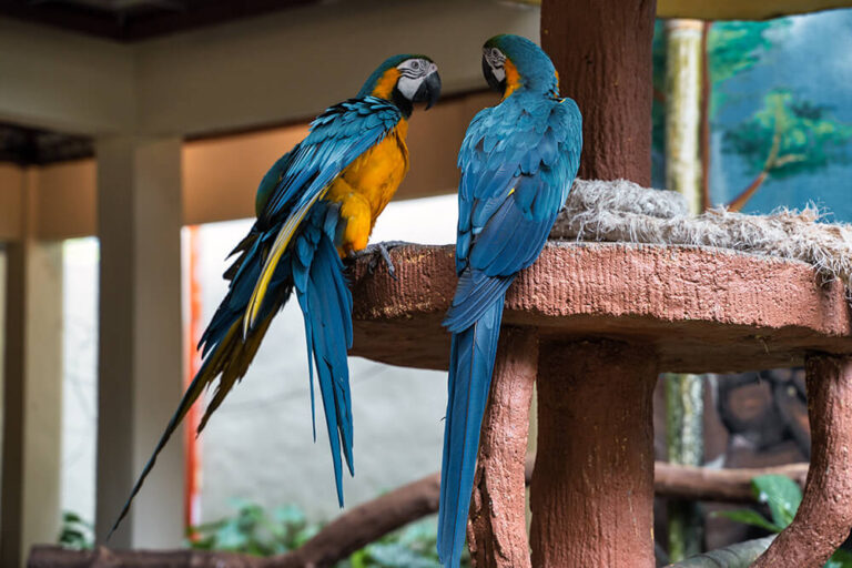 【Review】Langkawi Wildlife Park Malaysia - The Local Travel Guide