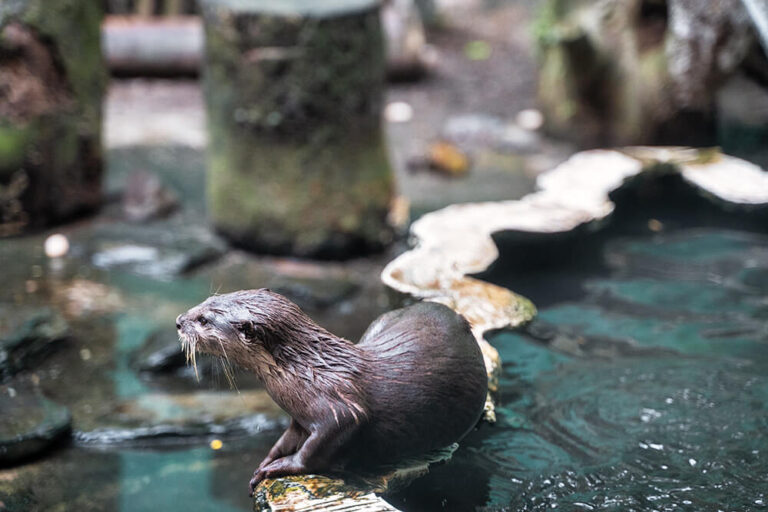 【Review】Langkawi Wildlife Park Malaysia - The Local Travel Guide